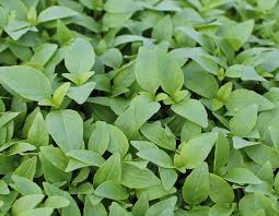 Micro Thai Basil – northsperrinsherbfarm
